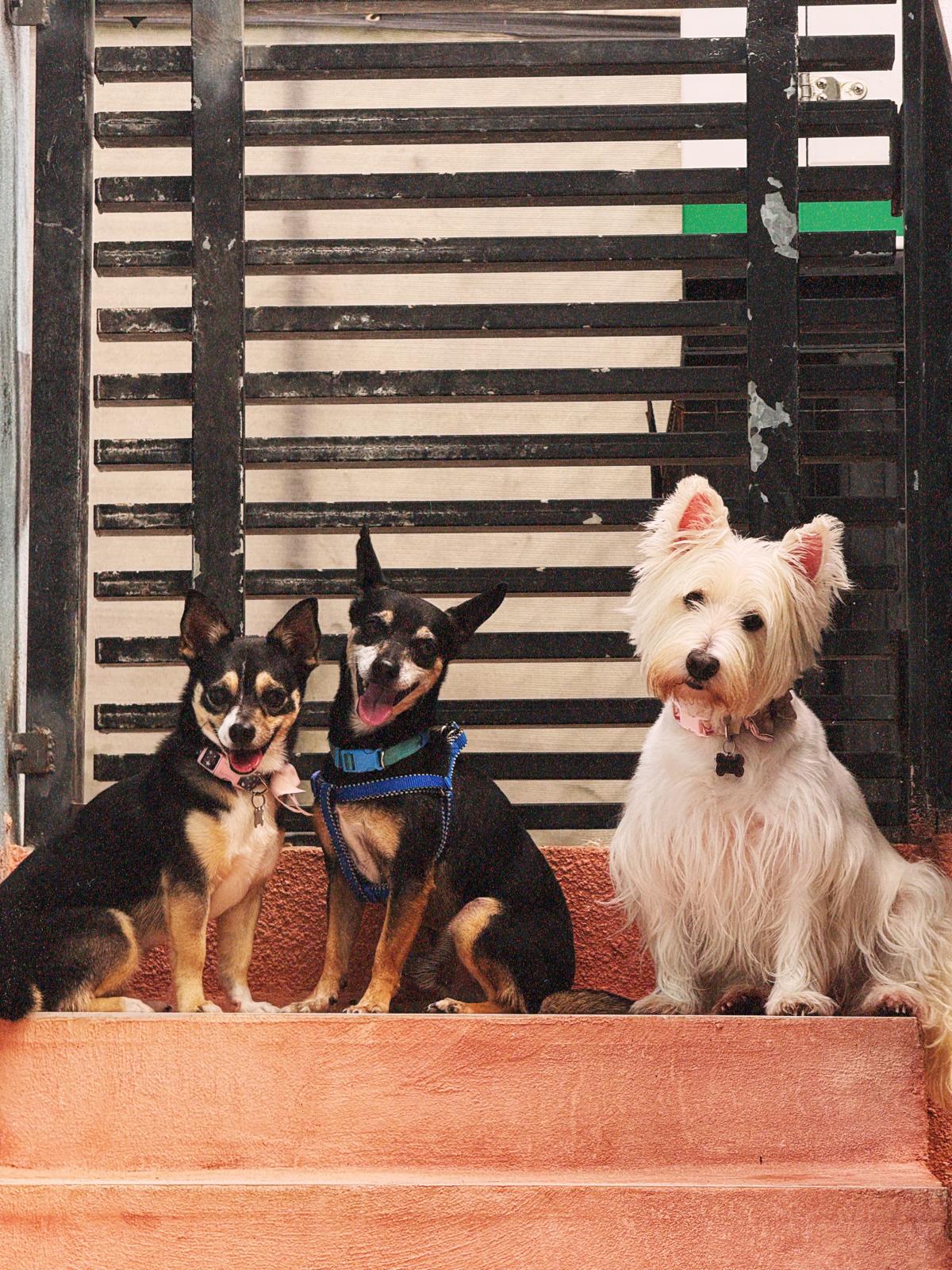 Animal Care By Yaraliz (ACBY) - Cuido de Perros en Puerto Rico